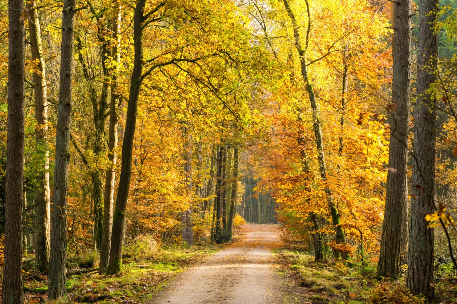 Contextuele therapie Hulst – Inzicht, Herstel en Balans